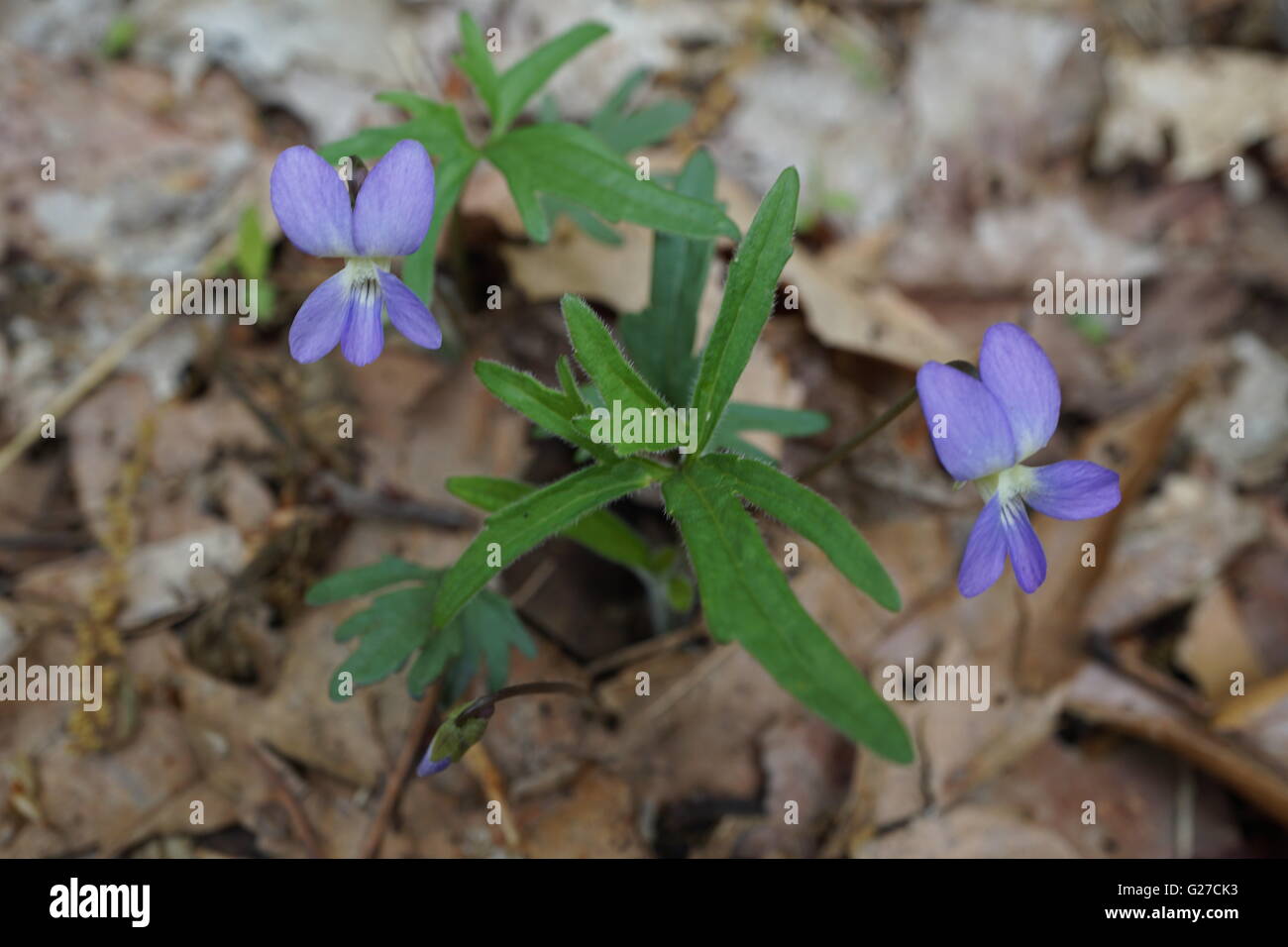 Early Blue Violet, Palmate Violet, Three-Lobed Violet, Wood Violet ...