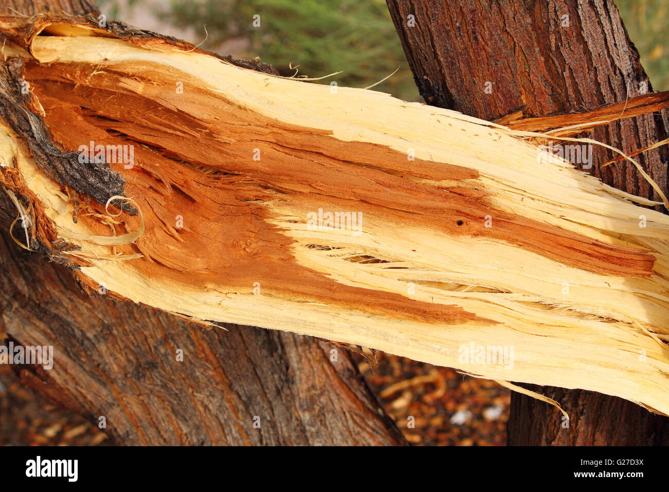 Broken Tree - close up of a tree that broke during rain storm Stock ...