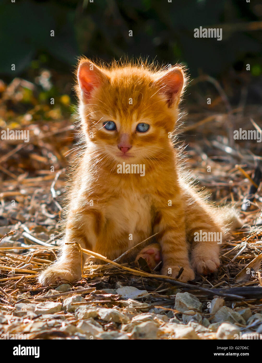 Male animal kitten hi-res stock photography and images - Alamy