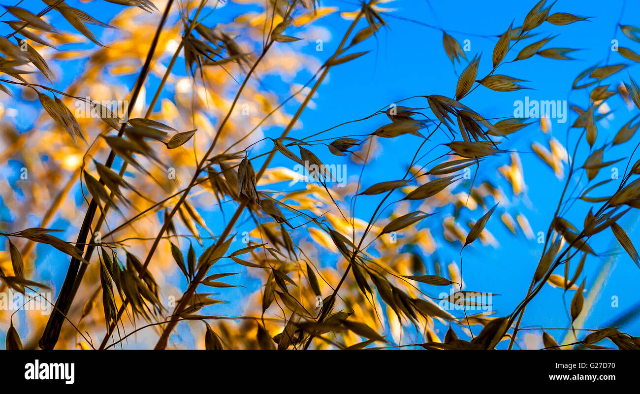 Blue oats hi-res stock photography and images - Alamy