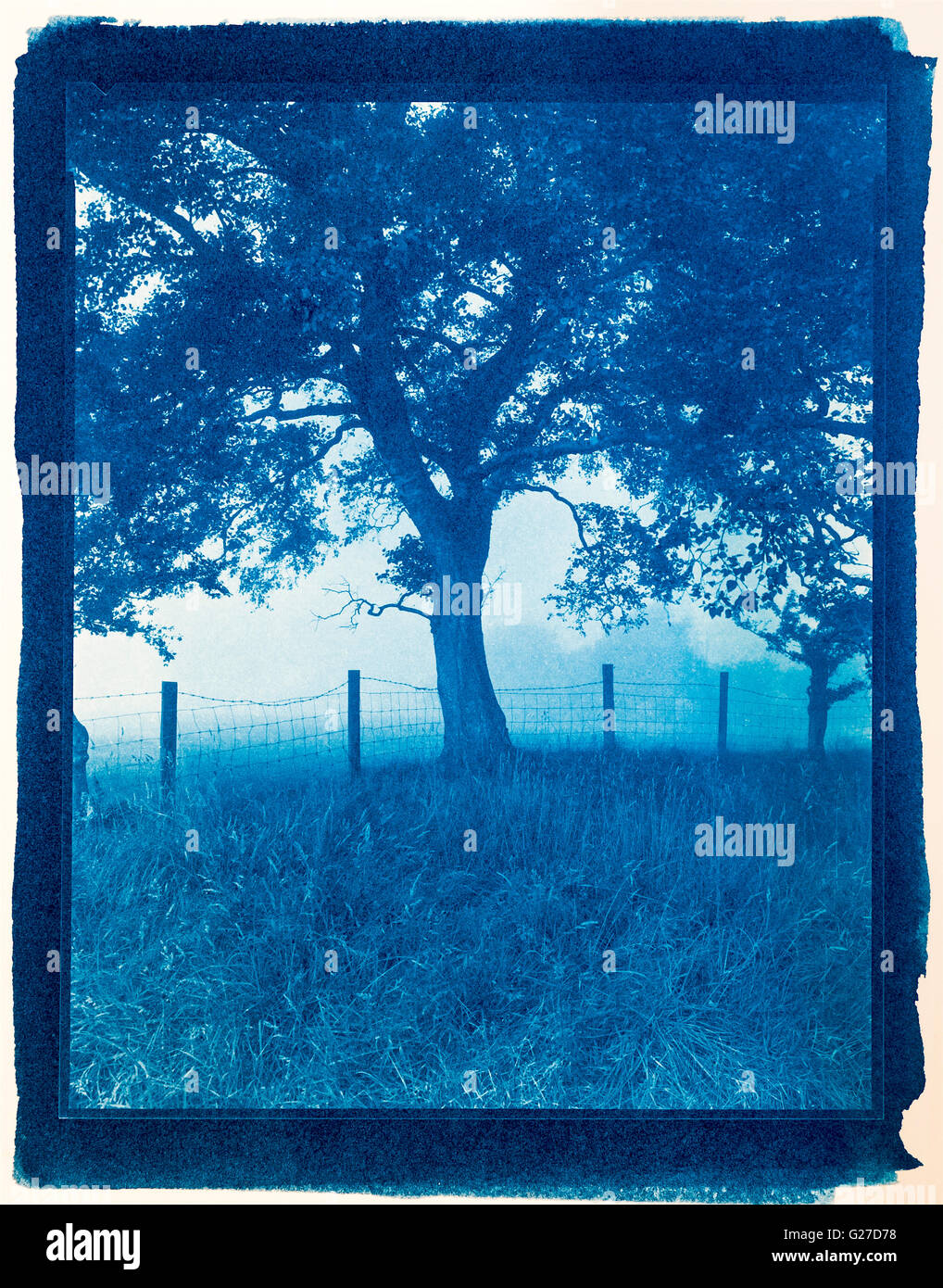 Cyanotype hi-res stock photography and images - Alamy