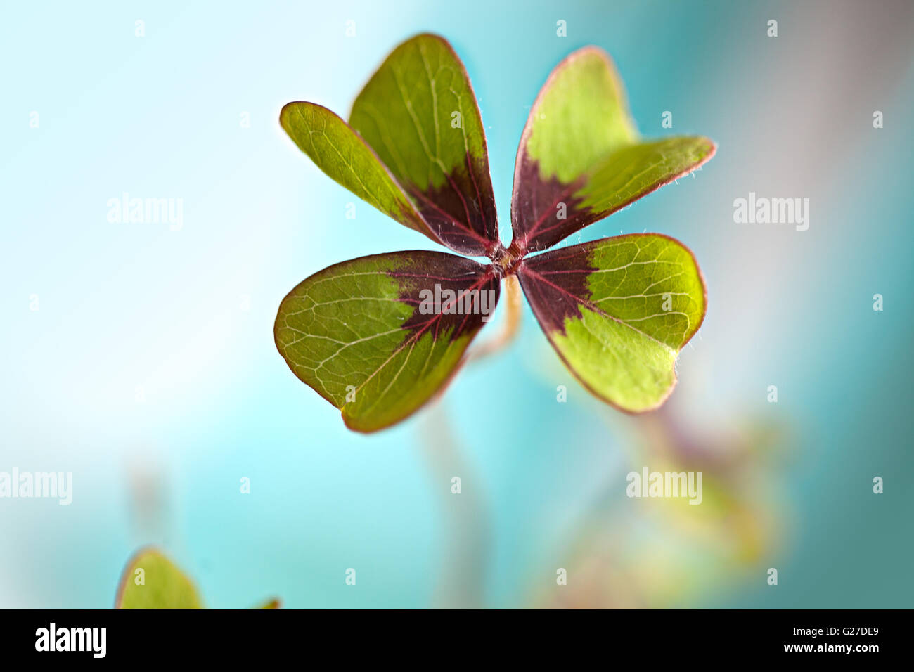 Closeup of single fresh four-leaved clover plant Stock Photo - Alamy