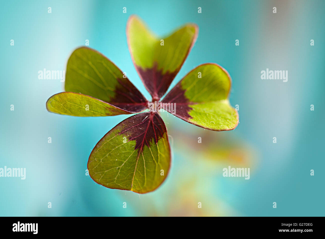 Closeup of single fresh four-leaved clover plant Stock Photo - Alamy