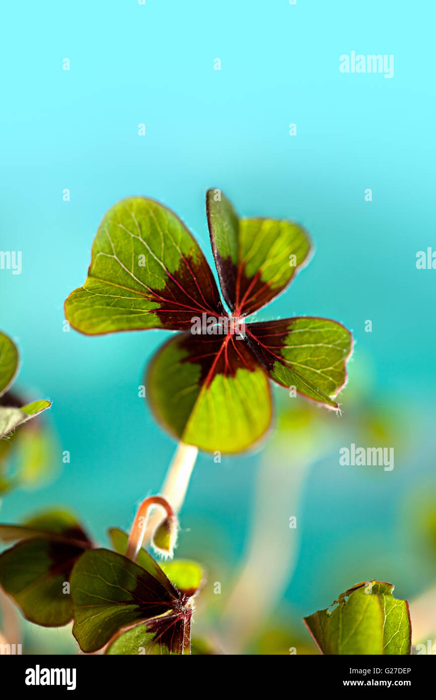 Closeup of single fresh four-leaved clover plant Stock Photo - Alamy