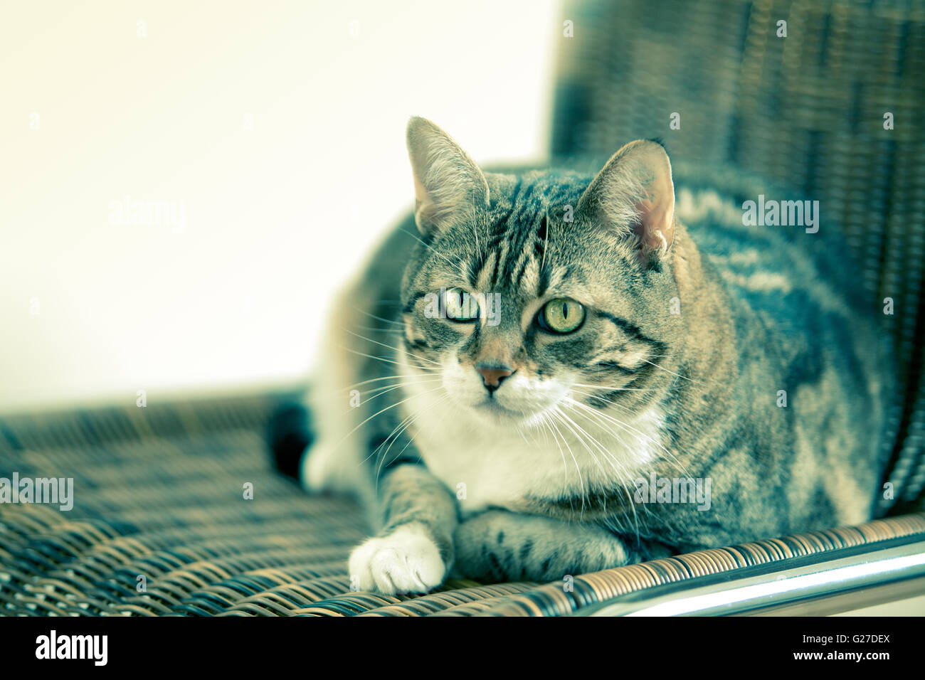 Fat and lazy cat lying on chair Stock Photo - Alamy