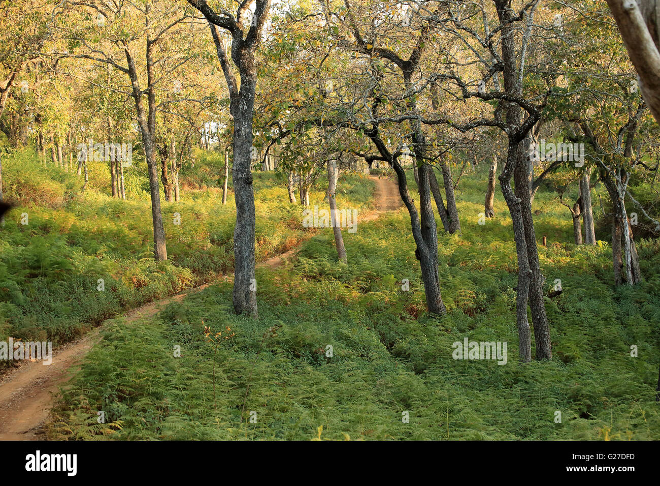 K Gudi Wilderness Camp, B R Hills, Karnataka, India Stock Photo - Alamy