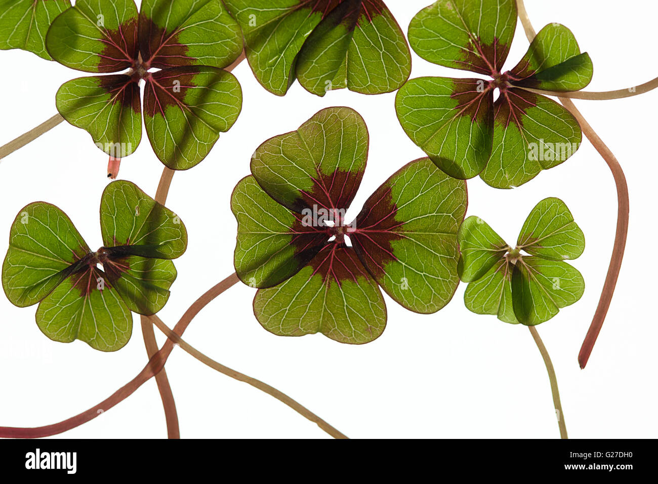 Closeup of single fresh four-leaved clover plant Stock Photo - Alamy