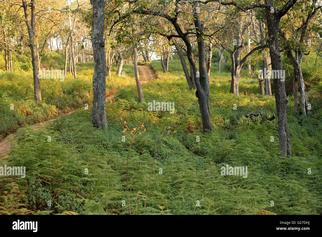 K Gudi Wilderness Camp, B R Hills, Karnataka, India Stock Photo - Alamy