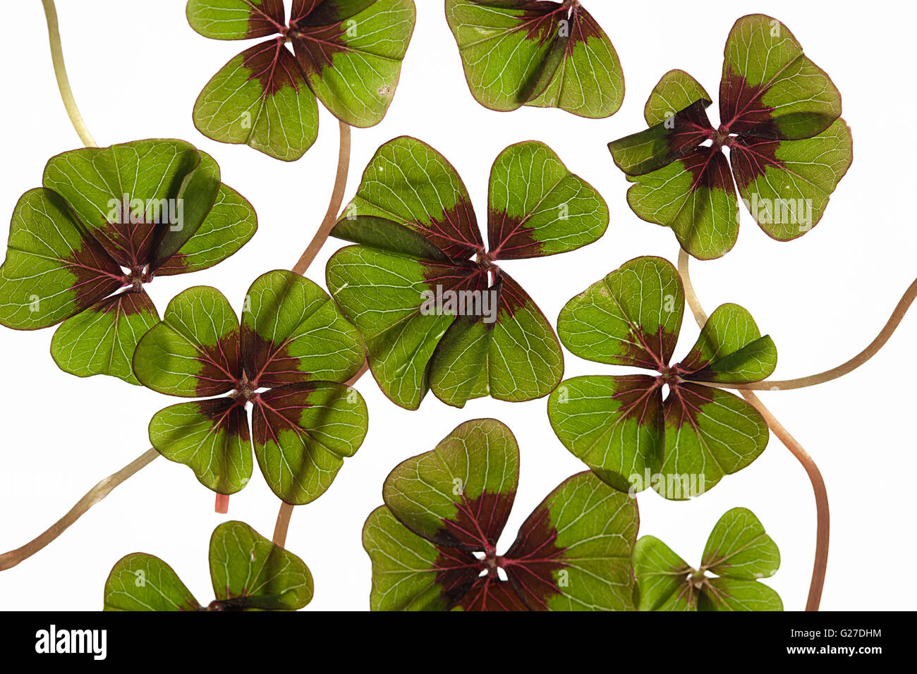 Closeup of single fresh four-leaved clover plant Stock Photo - Alamy