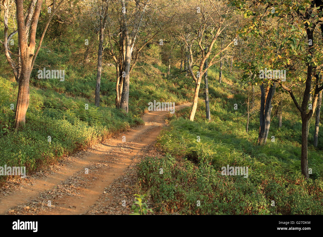 K Gudi Wilderness Camp, B R Hills, Karnataka, India Stock Photo - Alamy