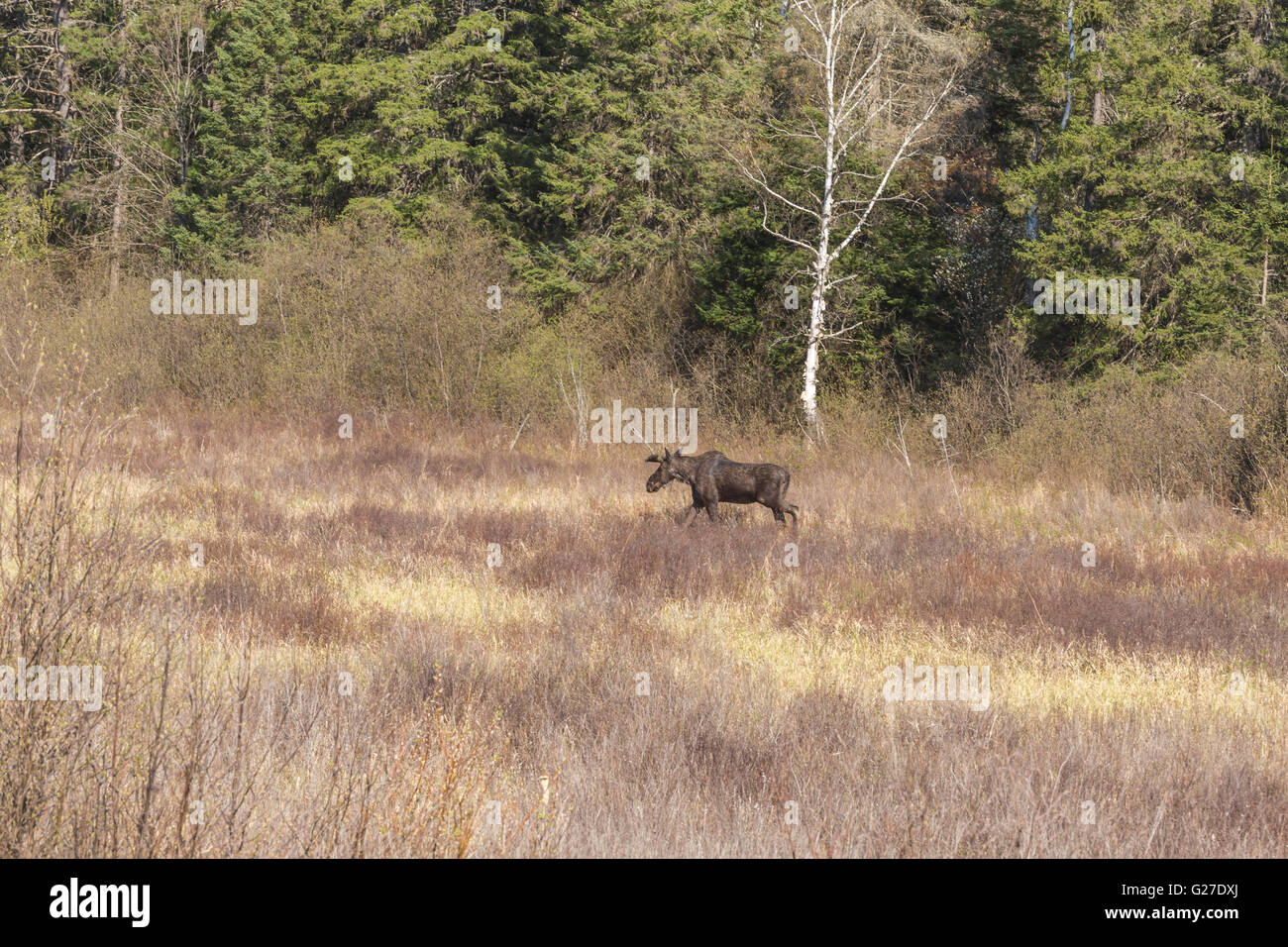 A large male moose in Algonquin Park Stock Photo - Alamy