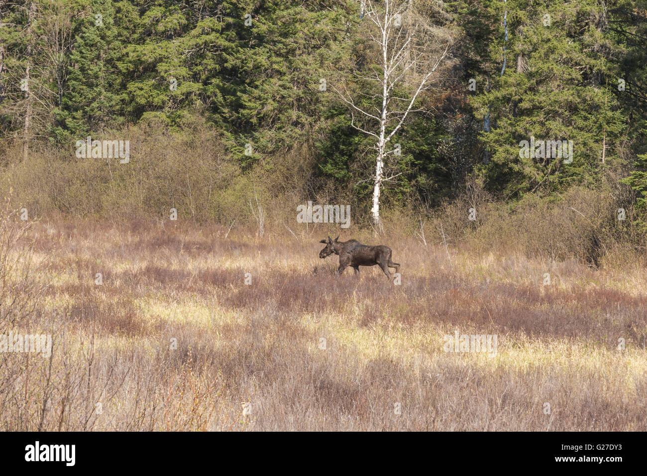 A large male moose in Algonquin Park Stock Photo - Alamy
