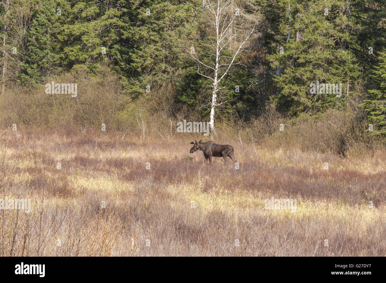 A large male moose in Algonquin Park Stock Photo - Alamy