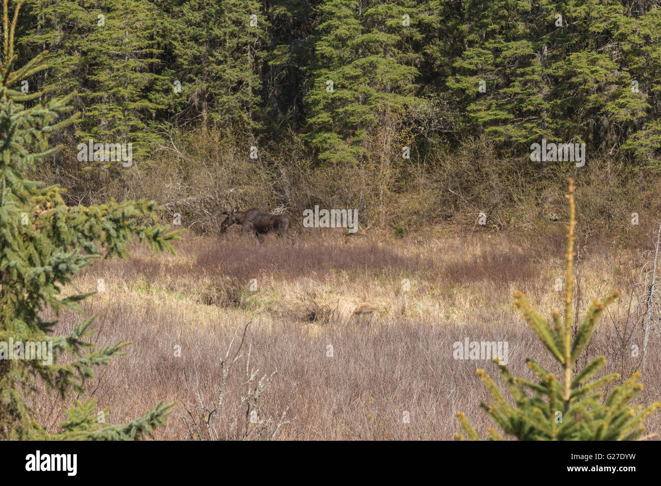A large male moose in Algonquin Park Stock Photo - Alamy