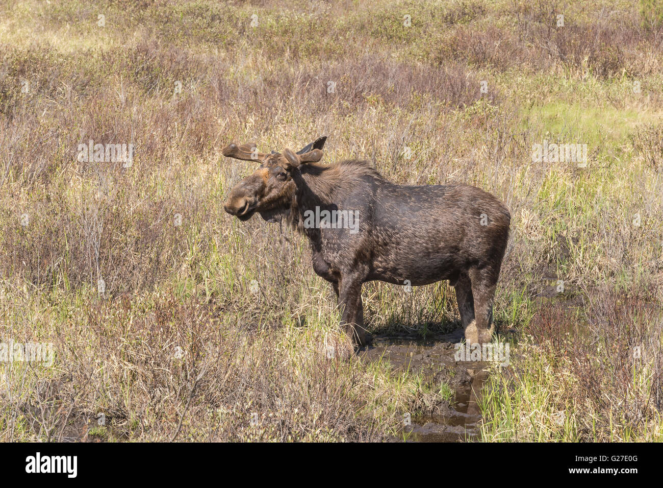 A large male moose in Algonquin Park Stock Photo - Alamy