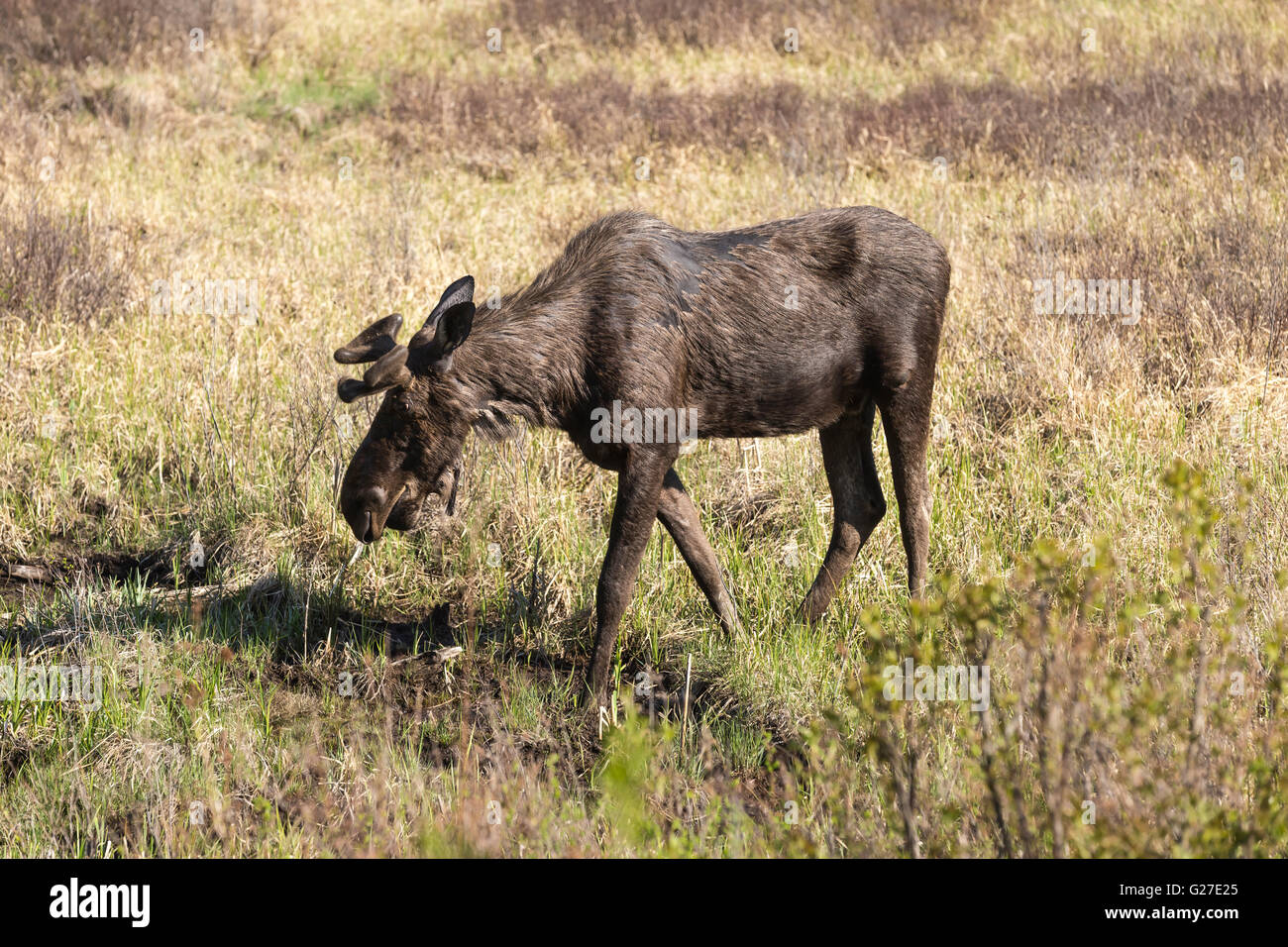 A large male moose in Algonquin Park Stock Photo - Alamy