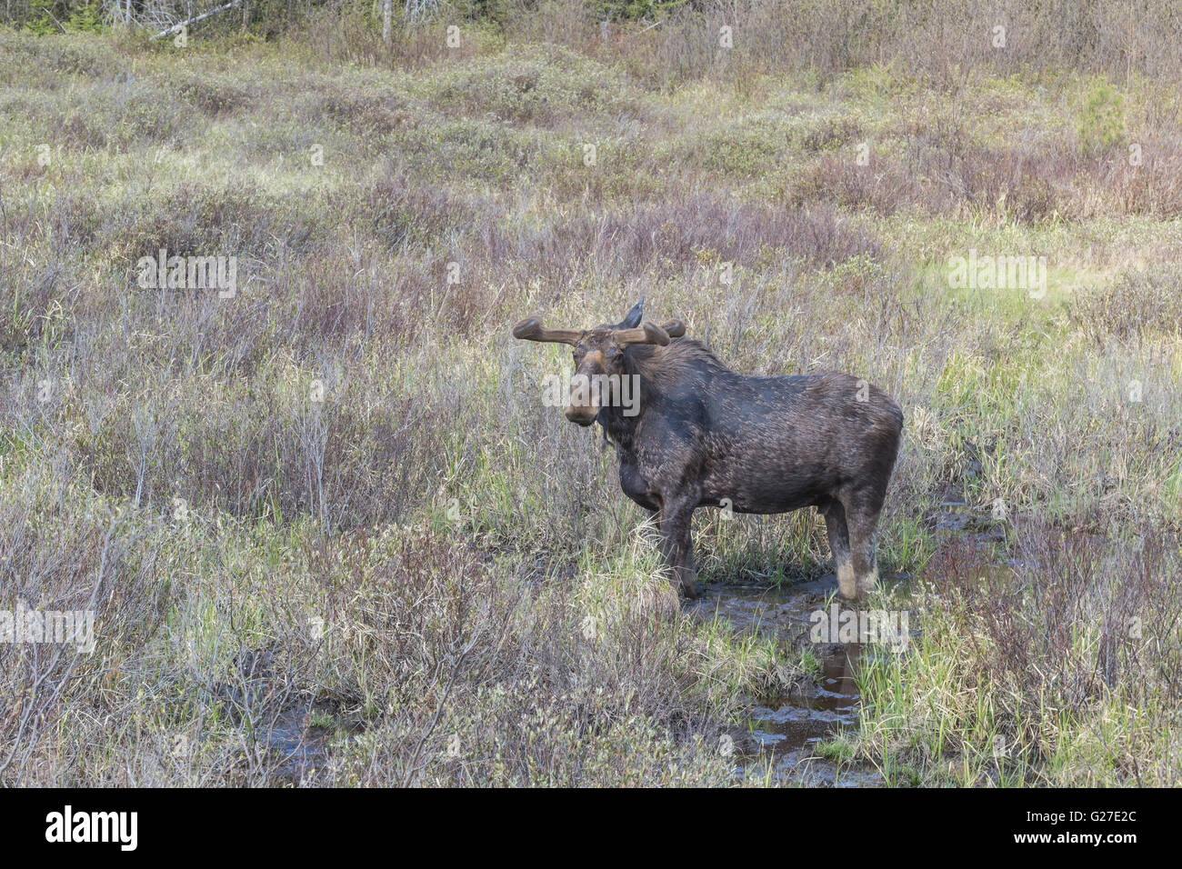 A large male moose in Algonquin Park Stock Photo - Alamy