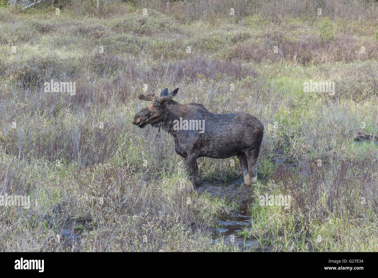 A large male moose in Algonquin Park Stock Photo - Alamy