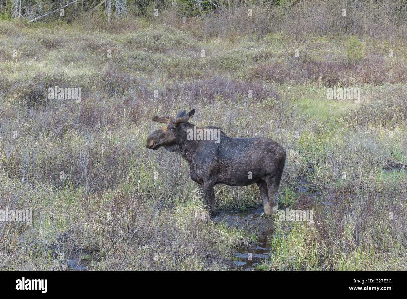 A large male moose in Algonquin Park Stock Photo - Alamy
