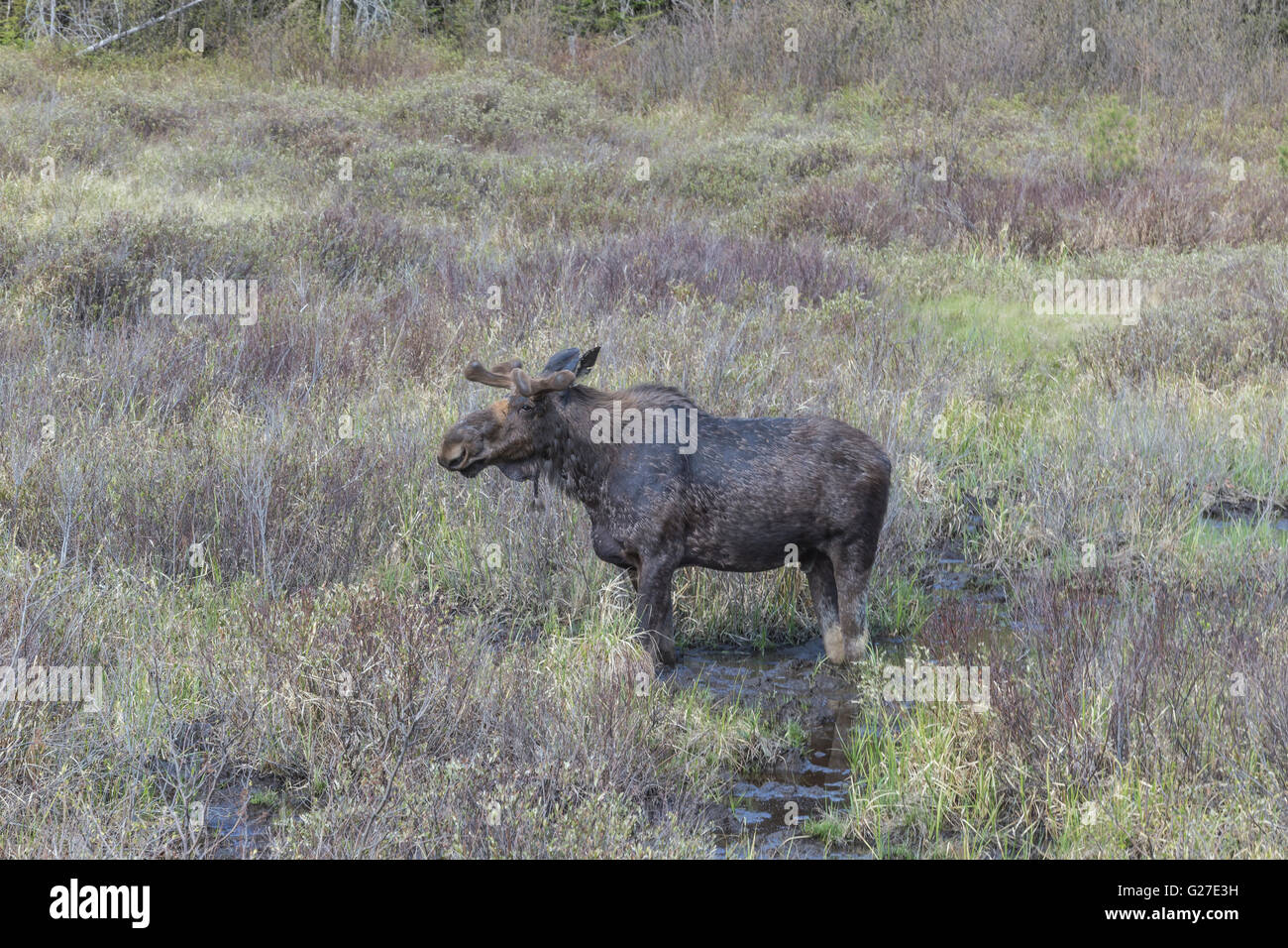 A large male moose in Algonquin Park Stock Photo - Alamy