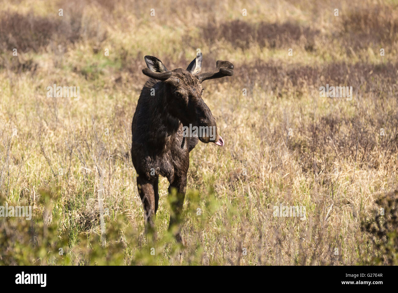 A large male moose in Algonquin Park Stock Photo - Alamy