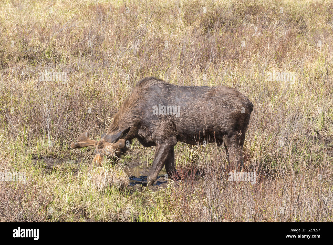 A large male moose in Algonquin Park Stock Photo - Alamy