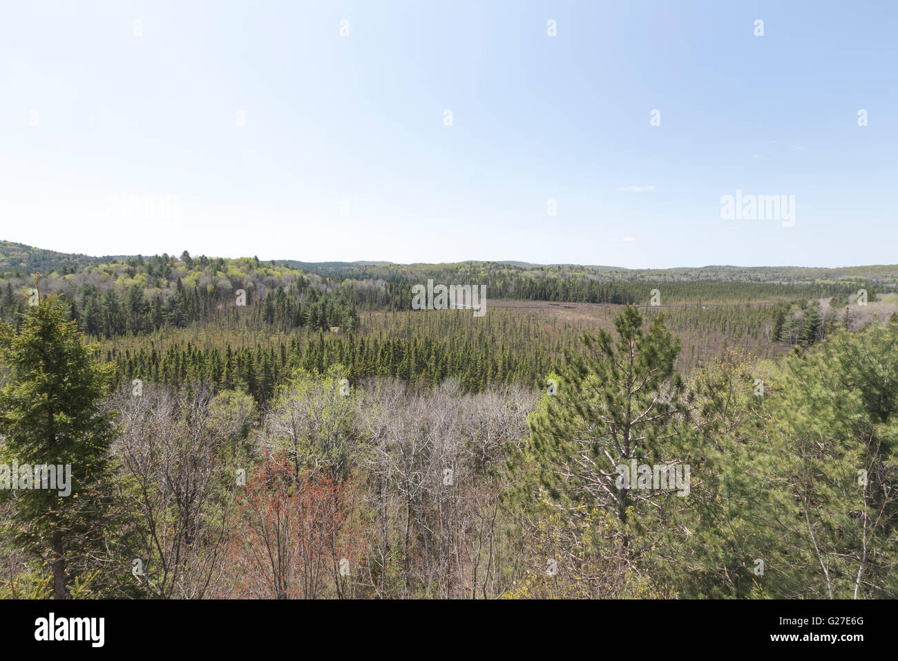 Algonquin forest hi-res stock photography and images - Alamy