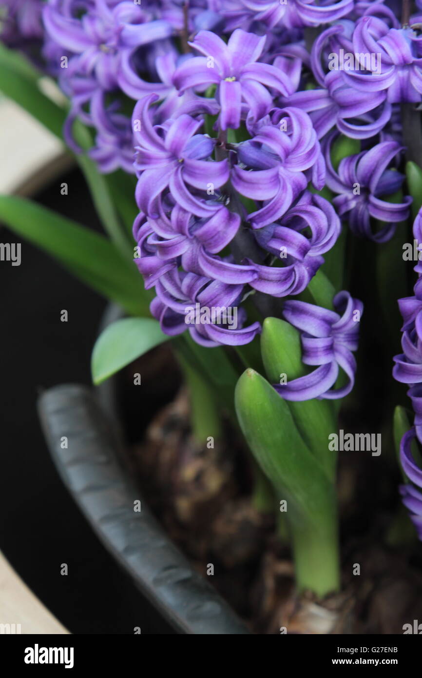 hyacinth, isolated, flower, white, background, blue, spring, green ...