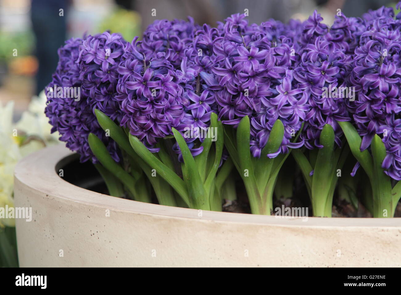 hyacinth, isolated, flower, white, background, blue, spring, green ...