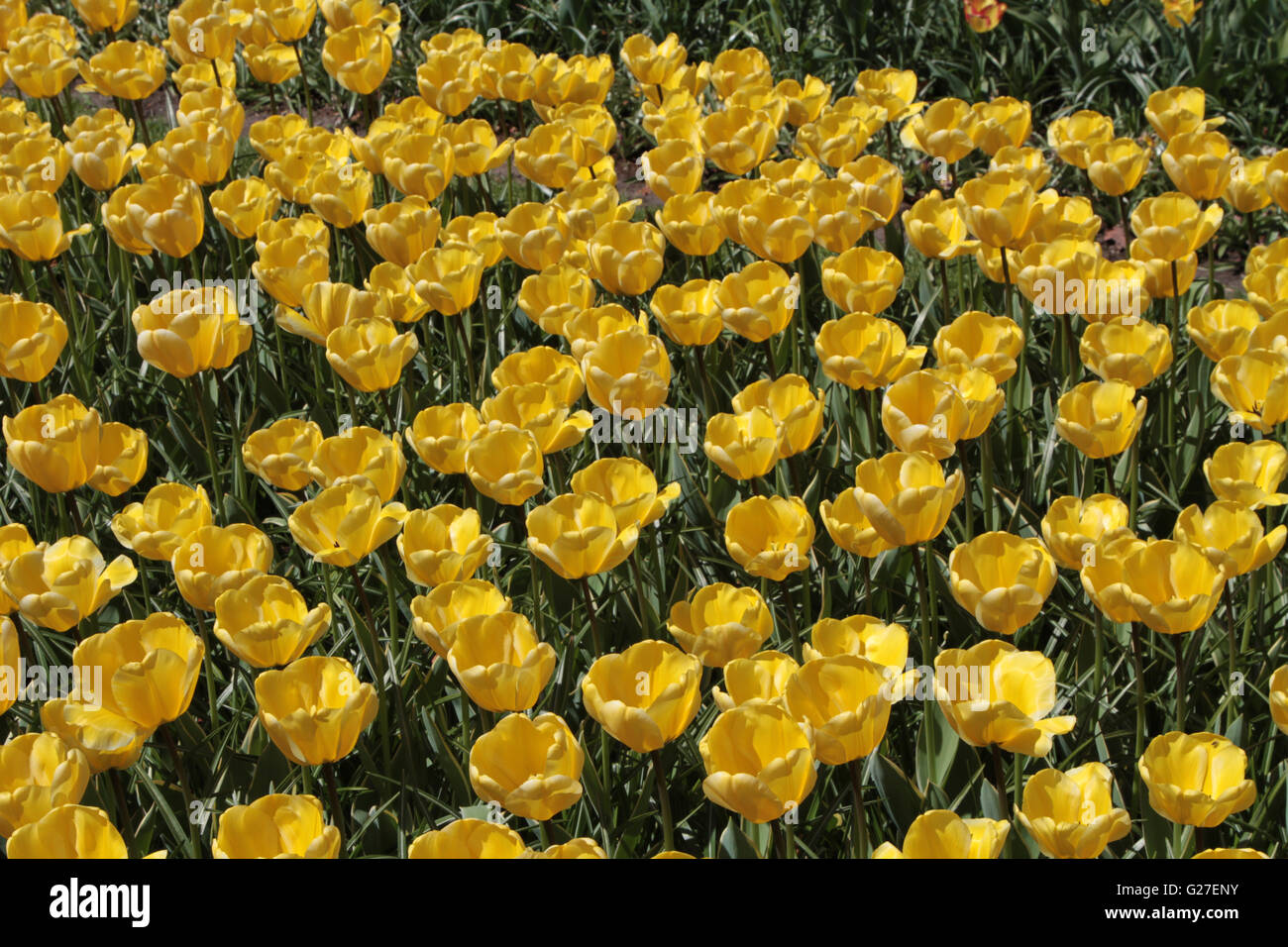 Lighted garden hi-res stock photography and images - Alamy