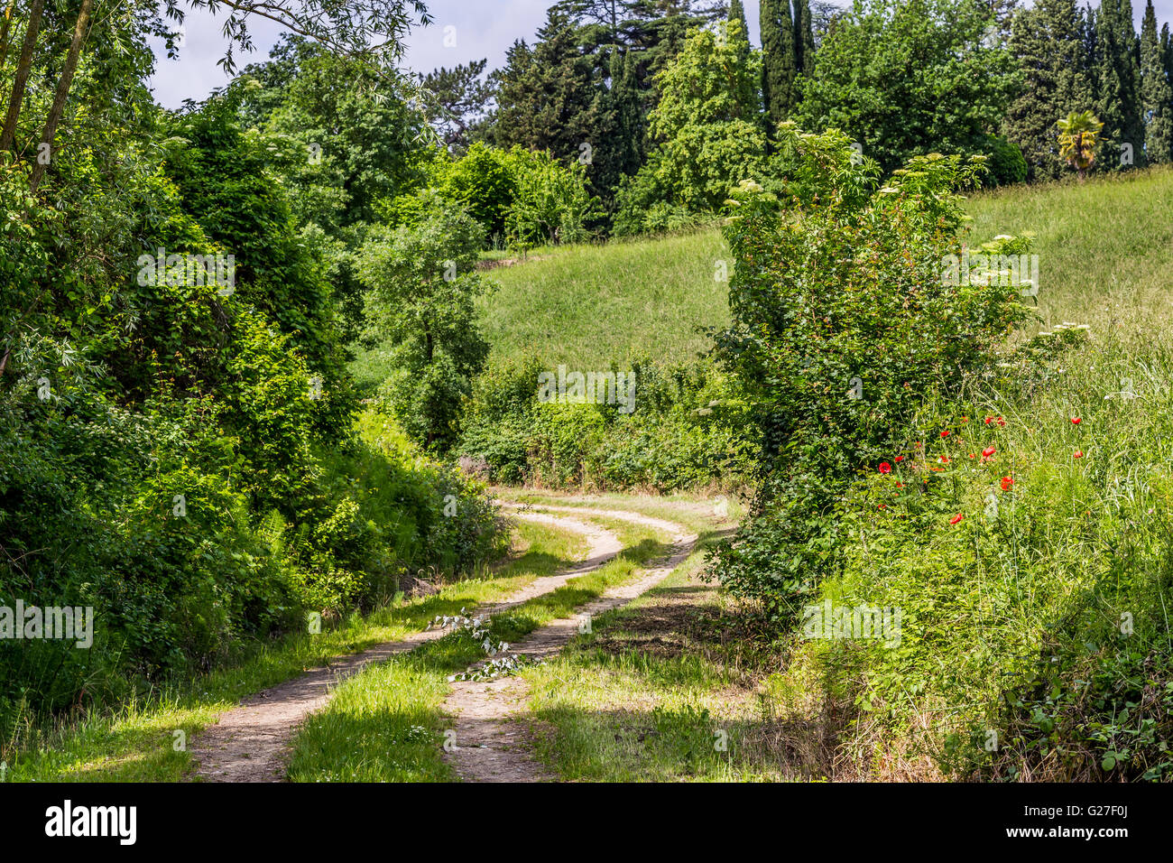 poppy on country dirt road in Italy Stock Photo - Alamy