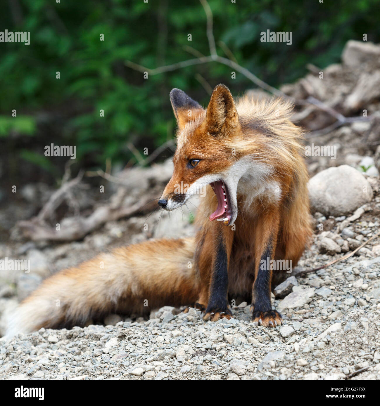 Fox Mouth Open High Resolution Stock Photography and Images - Alamy