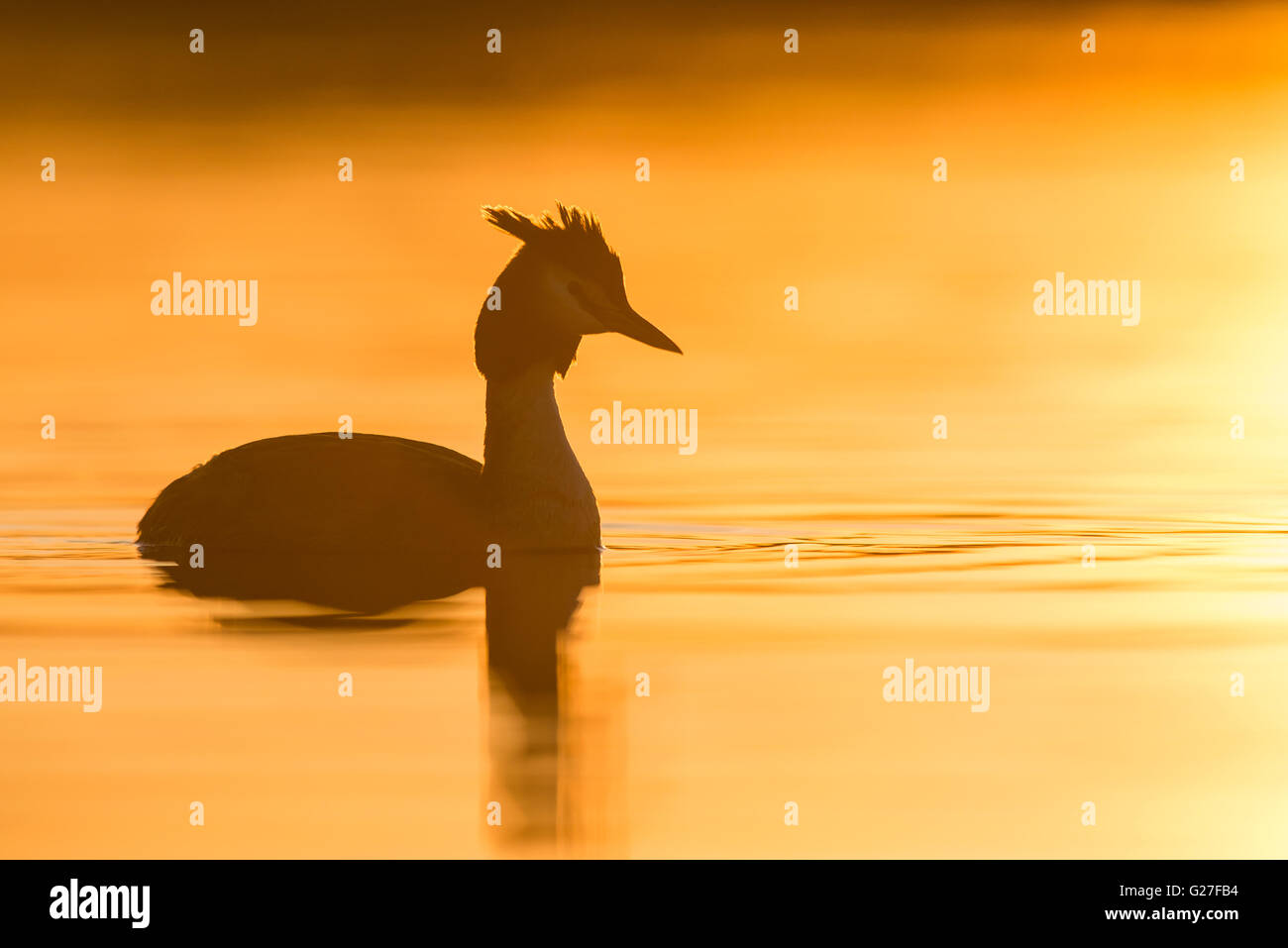 Great Crested Grebe in golden light Stock Photo - Alamy