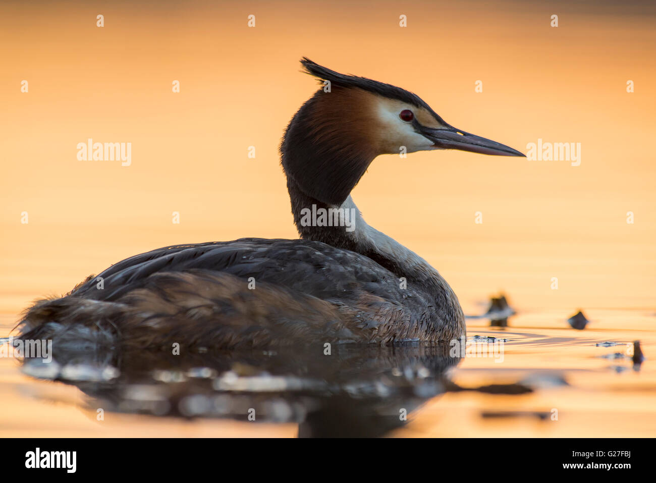 Great Crested Grebe on the lake Stock Photo - Alamy