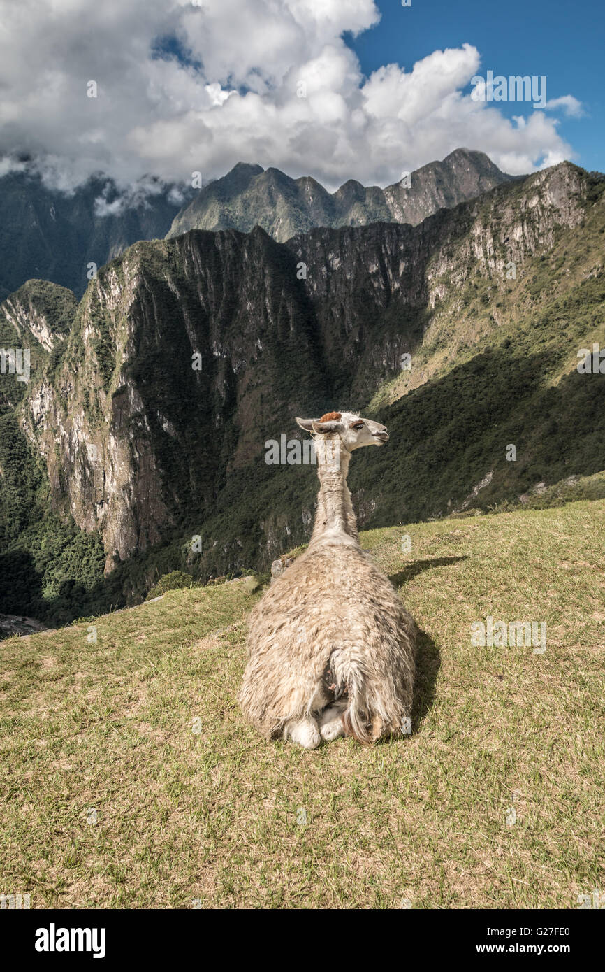 Llama andes hi-res stock photography and images - Alamy
