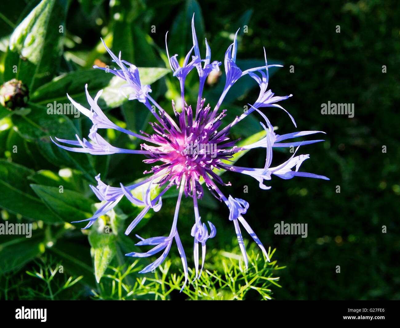 Cornflower colours hi-res stock photography and images - Alamy