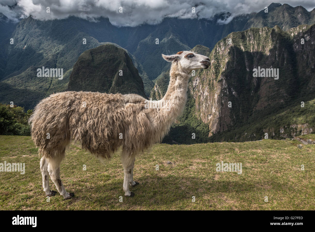Llama in Machu Picchu Stock Photo - Alamy