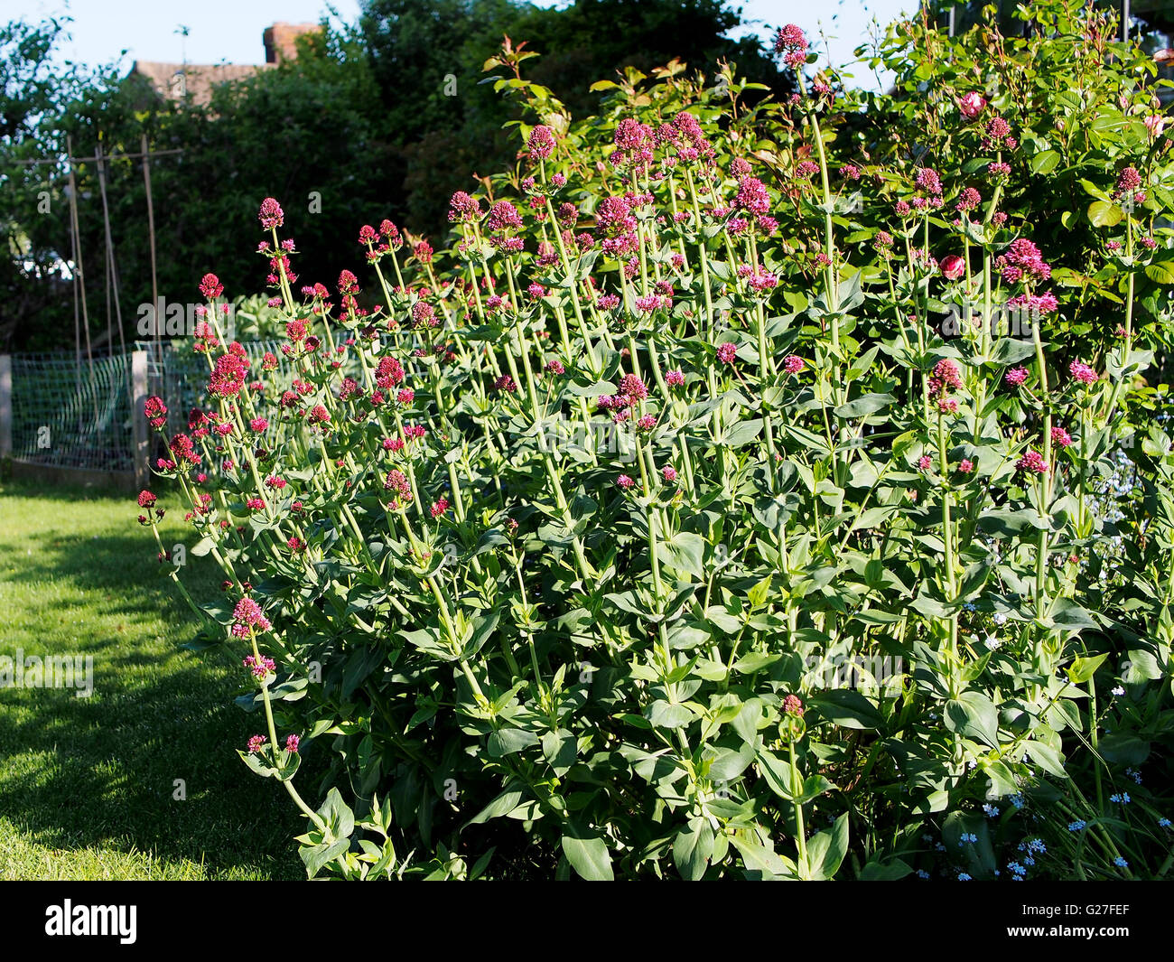 Pretty betsy hi-res stock photography and images - Alamy