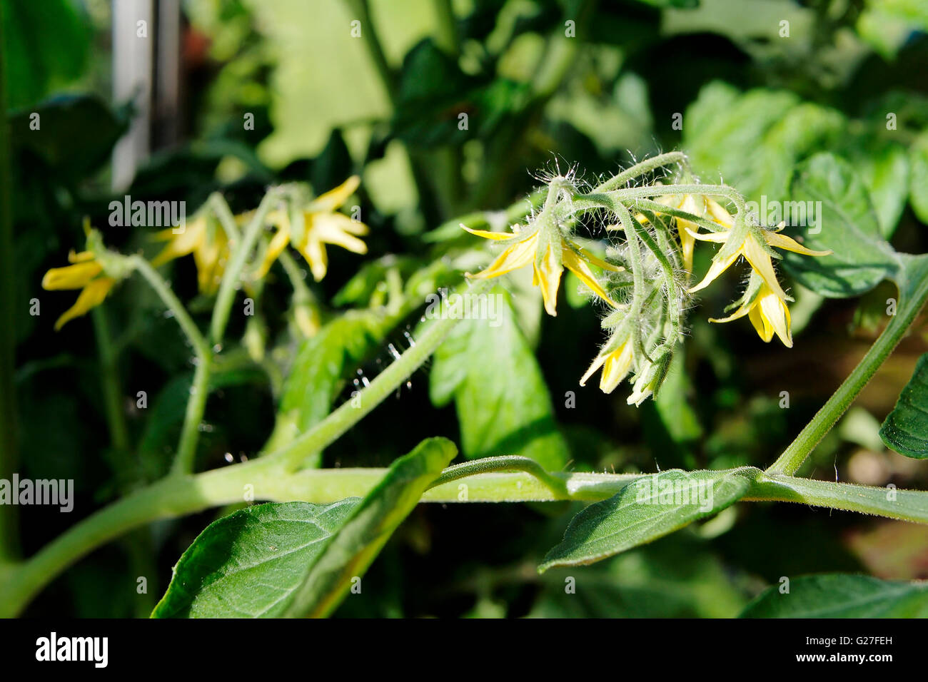 Flowers on a 'Tom Thumb' bush tomato, a types suitable for growing in ...
