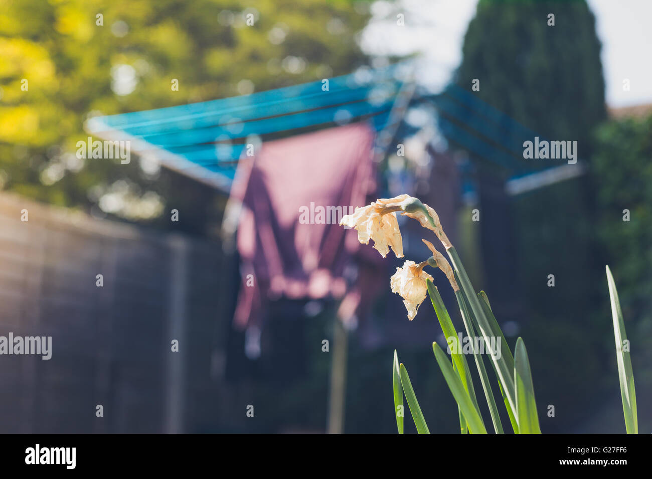 Daffodils growing in a garden with laundry drying on a clothes line in ...