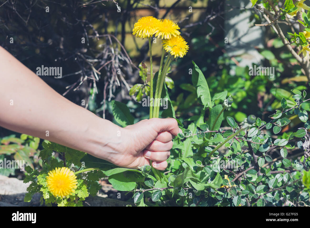Person pulling weeds hi-res stock photography and images - Alamy