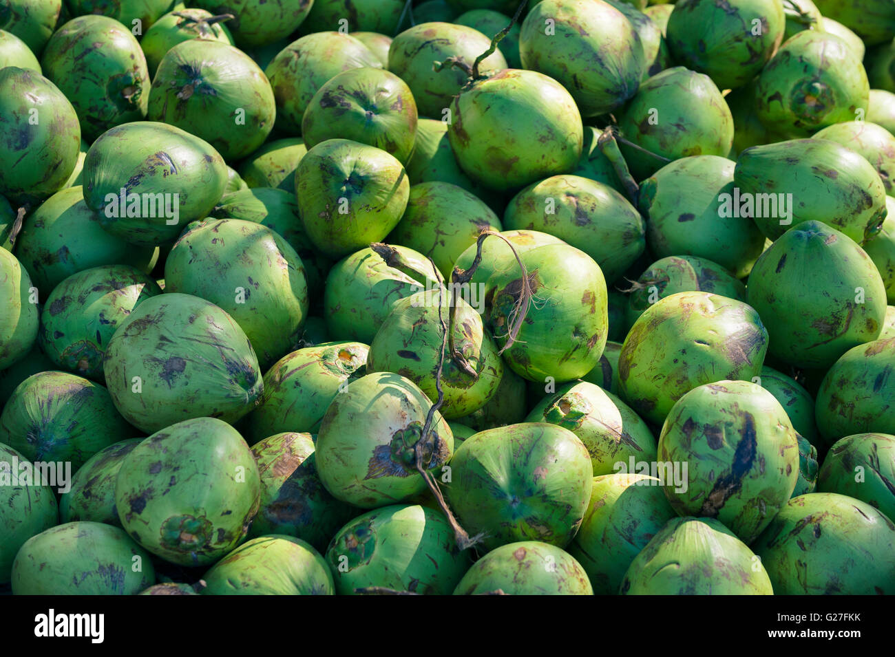Pile of fresh green Brazilian coconuts sit outdoors in natural tropical ...