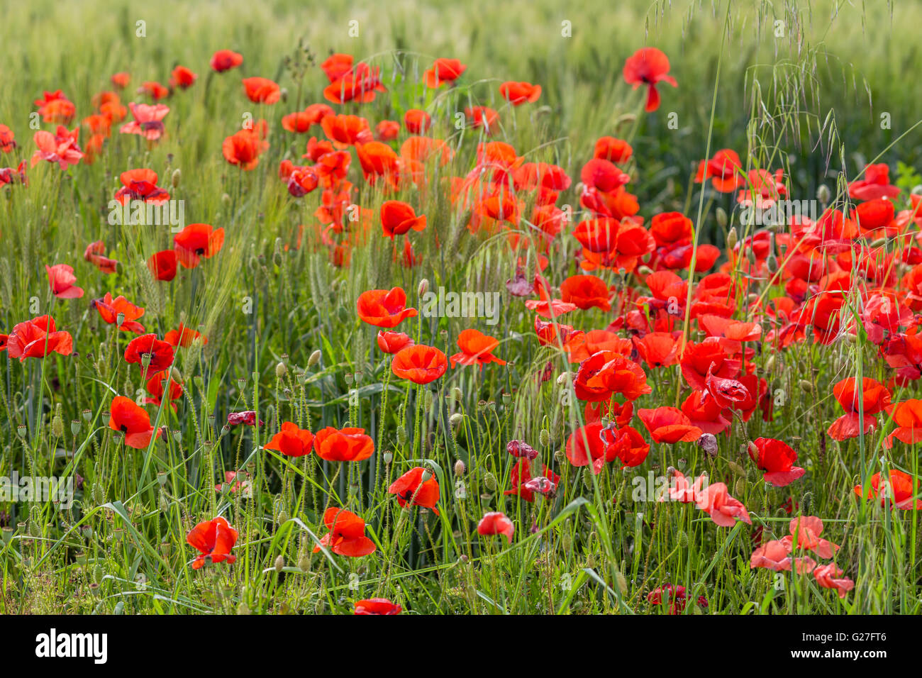 flower bed of poppies in a cornfield Stock Photo - Alamy