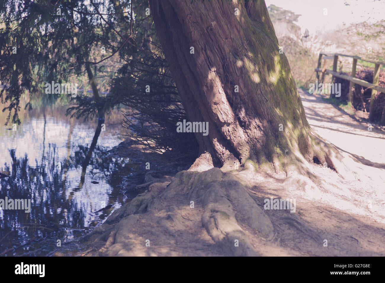 A big tree by the water in a forest Stock Photo - Alamy