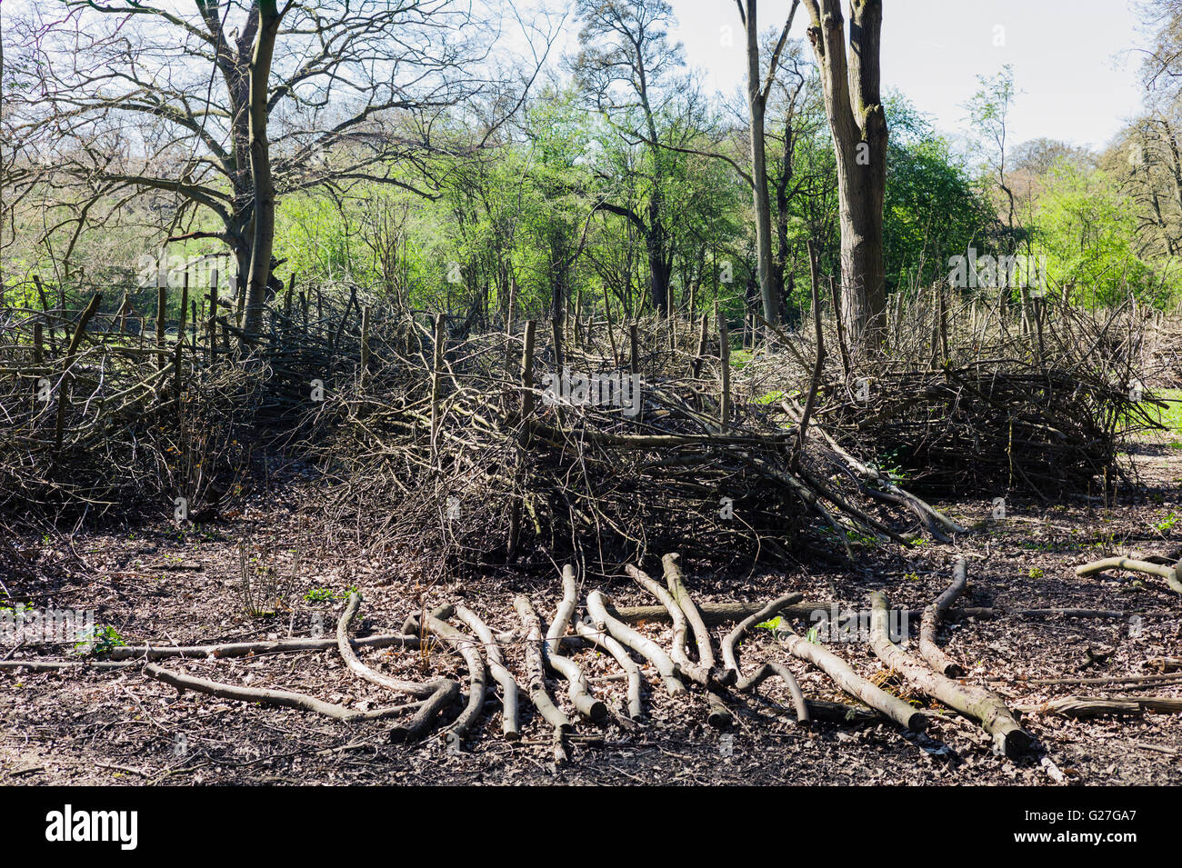 A group of coppices in a forest Stock Photo - Alamy