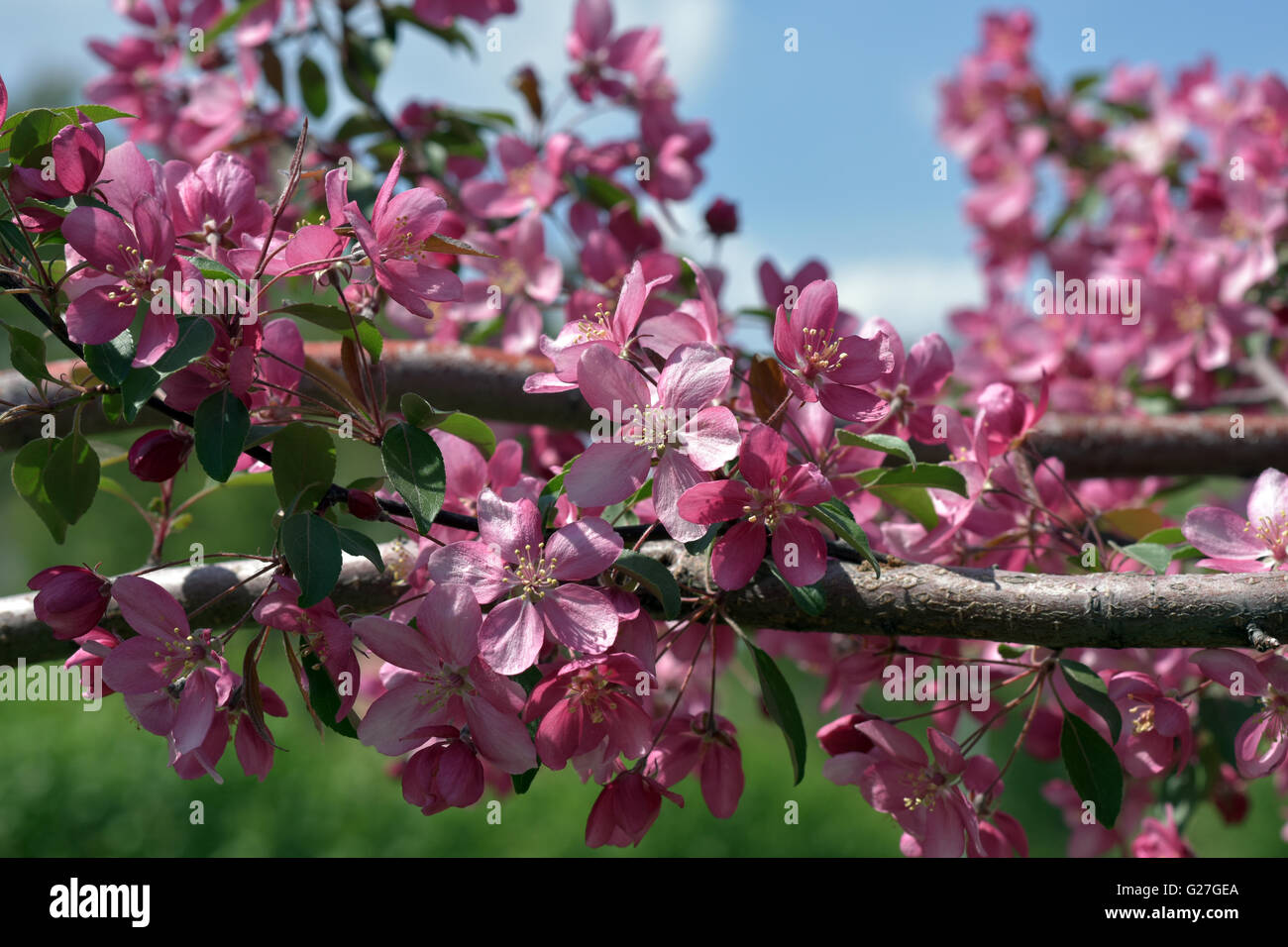 The May blooming apple tree in the city park close-up Stock Photo - Alamy