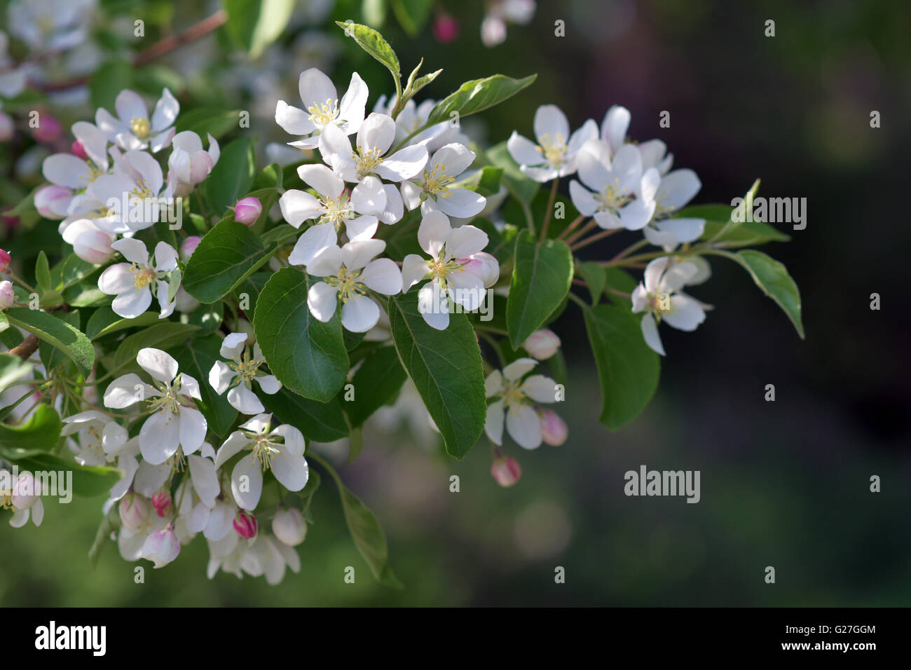 May tree illustration hi-res stock photography and images - Alamy