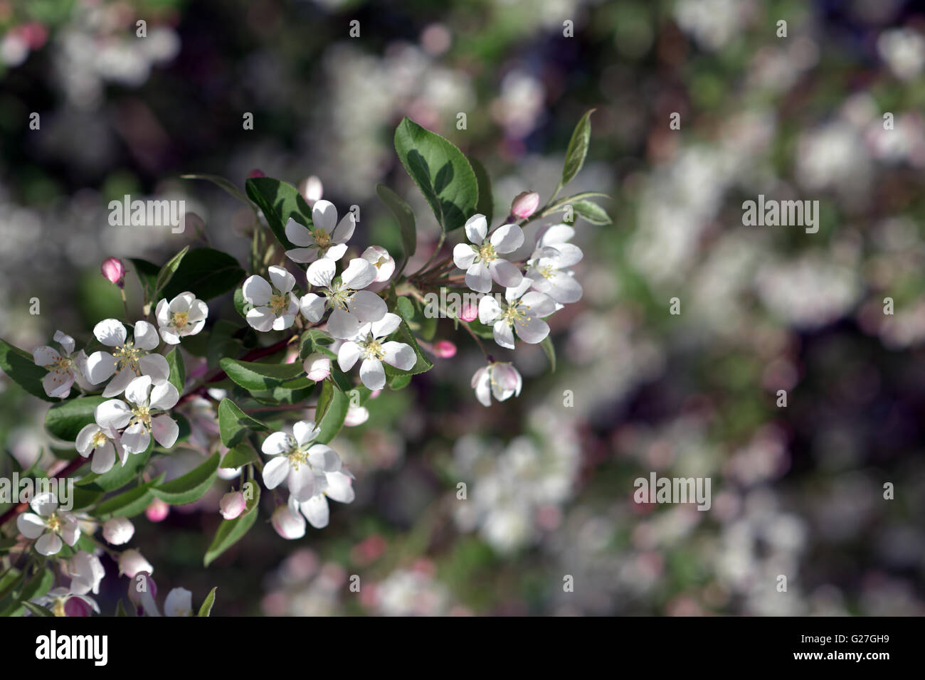 May tree illustration hi-res stock photography and images - Alamy