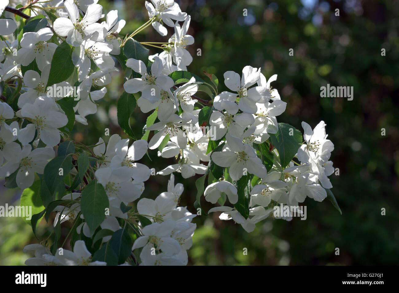 Tree in city illustration hi-res stock photography and images - Alamy