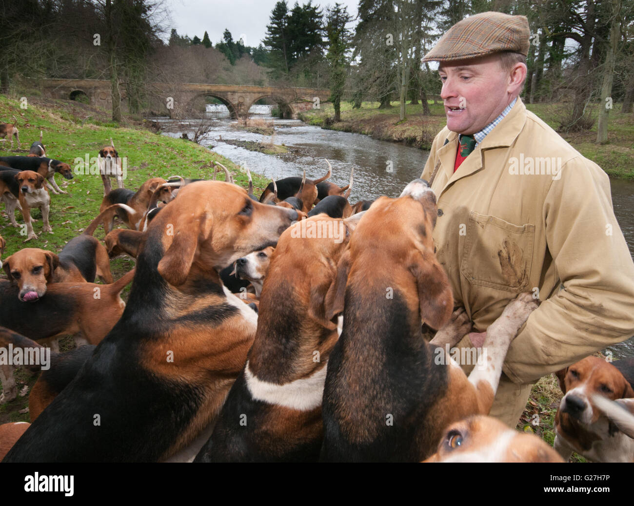 Exercising the Percy Hunt foxhounds. Huntsman, Robert McCarthy Stock ...